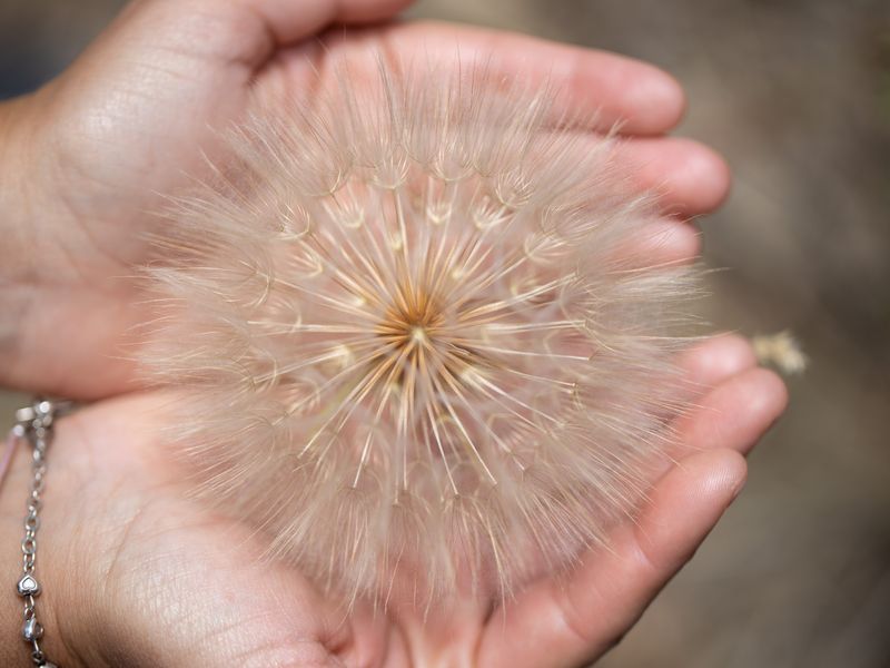 Giant Dandelion | Smithsonian Photo Contest | Smithsonian Magazine