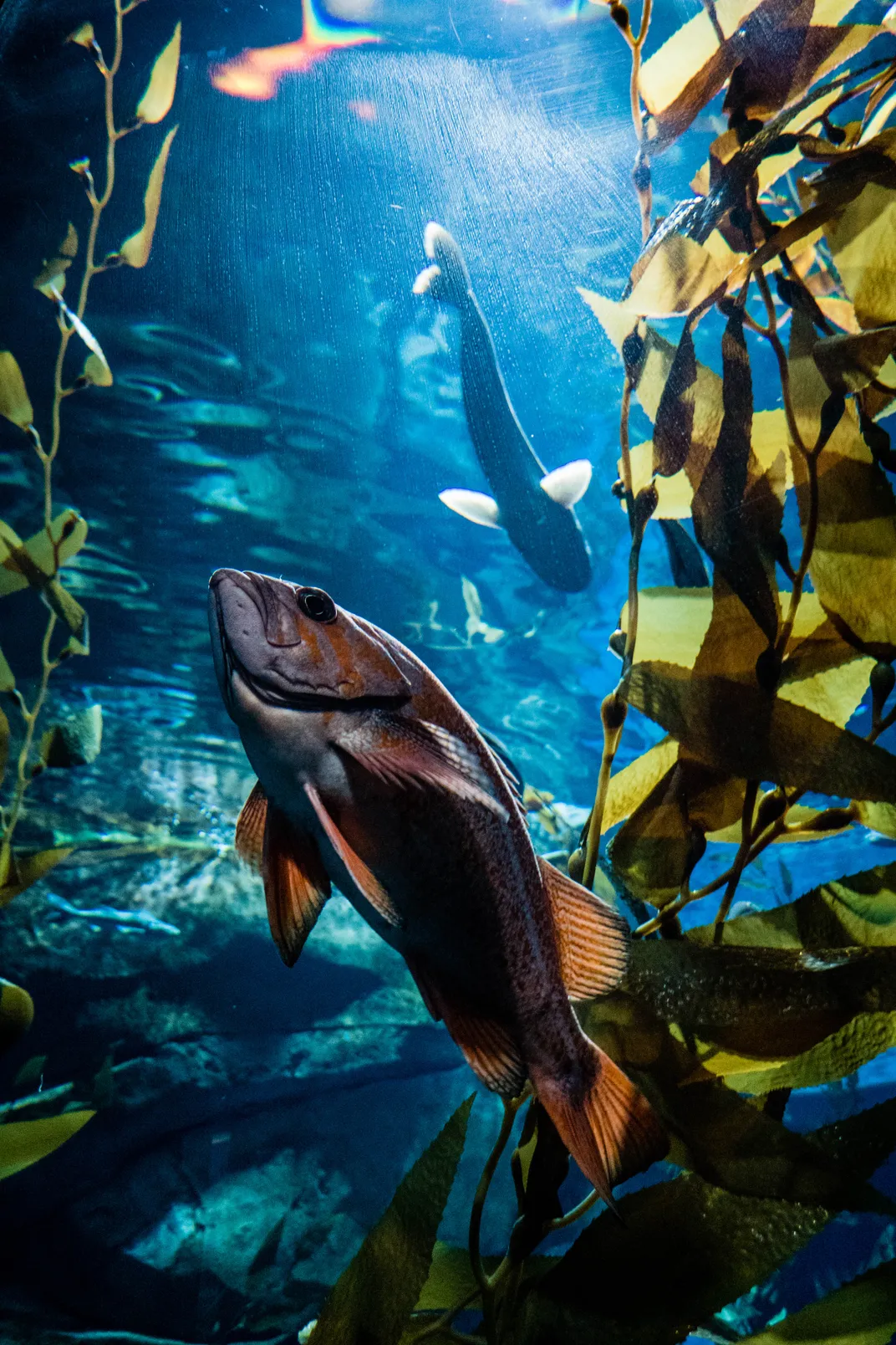 Fish! | Smithsonian Photo Contest | Smithsonian Magazine
