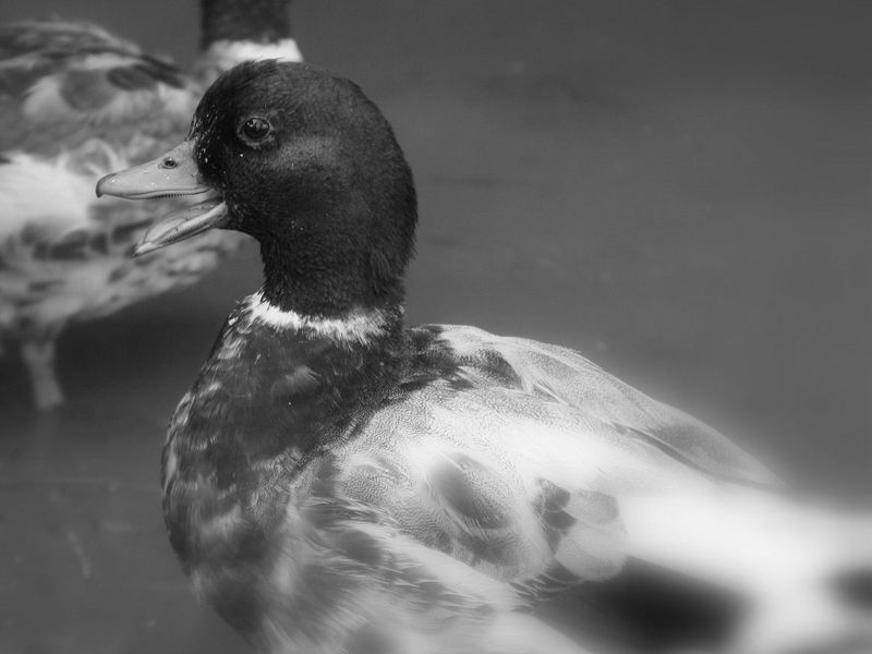 a duck quacking | Smithsonian Photo Contest | Smithsonian Magazine