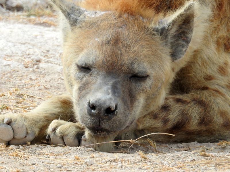 Sleeping Spotted Hyena in Amboseli National Park - Kenya | Smithsonian ...