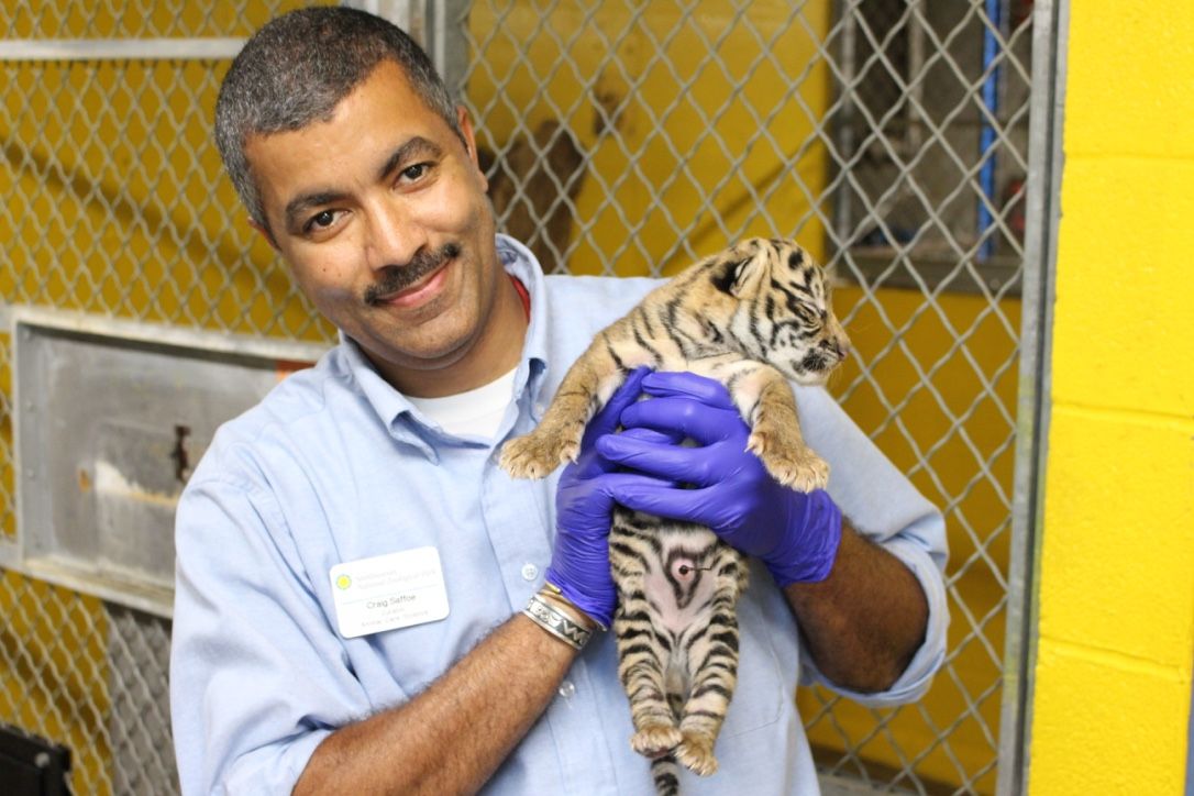 From Gutter Cats to Great Cats | Smithsonian Voices | Office of ...