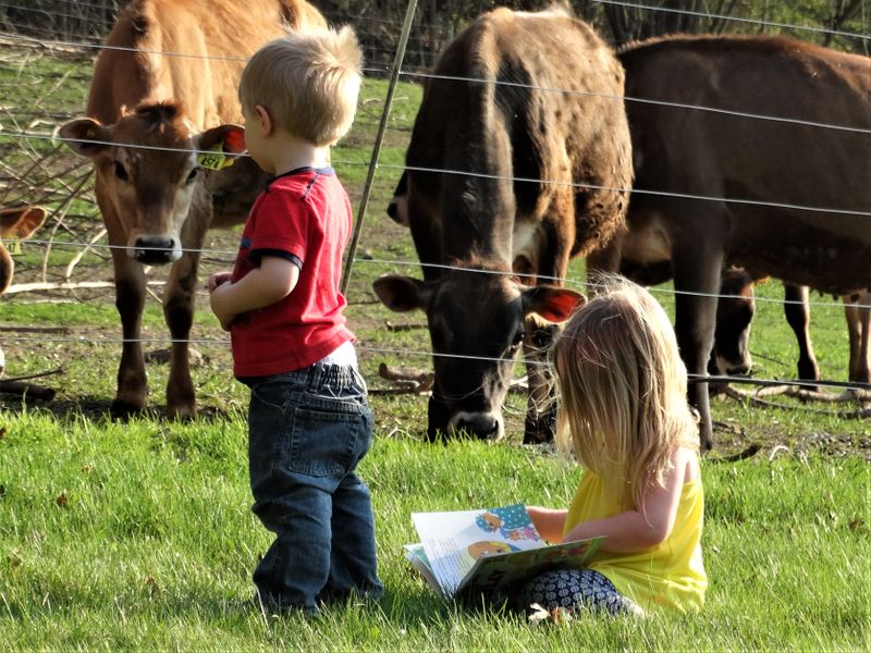 Reading books to the cows. | Smithsonian Photo Contest | Smithsonian ...