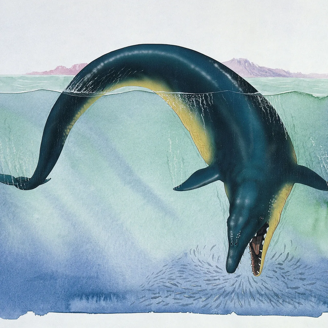 basilosaurus whale evolution