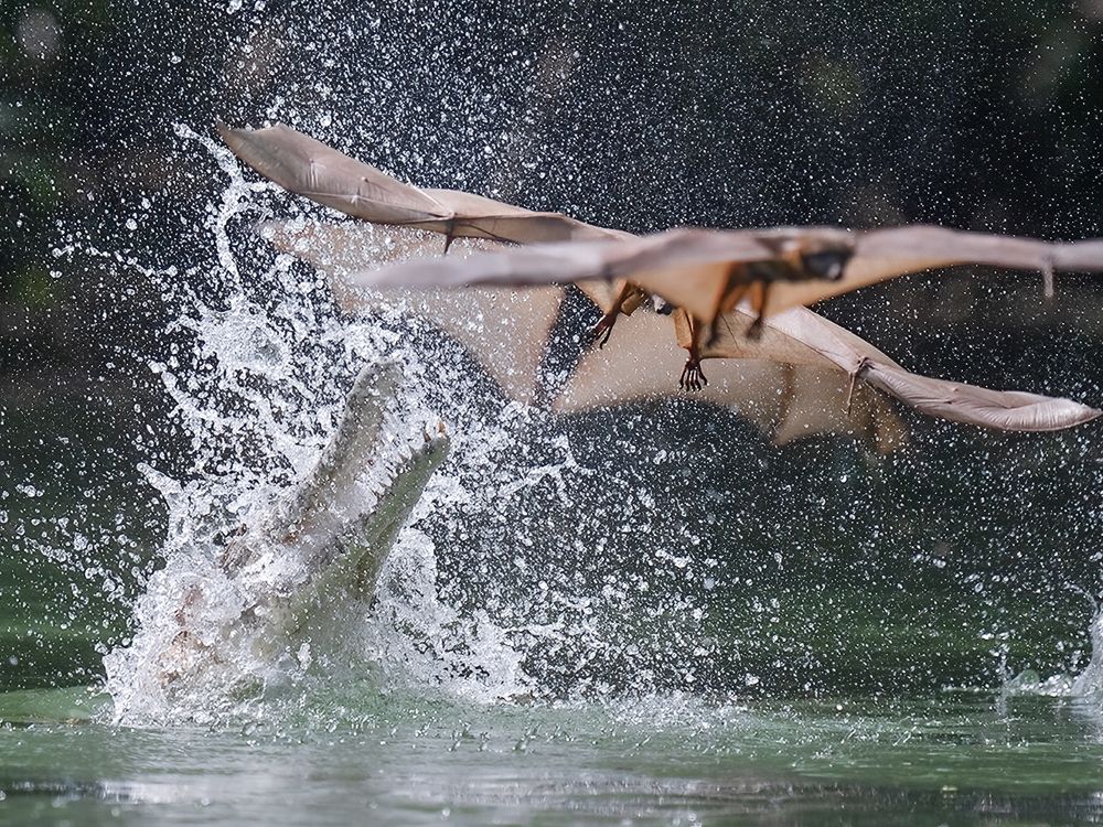 Freshwater Crocodiles Sneak Attack Thirsty Bats from Shallow Waters ...