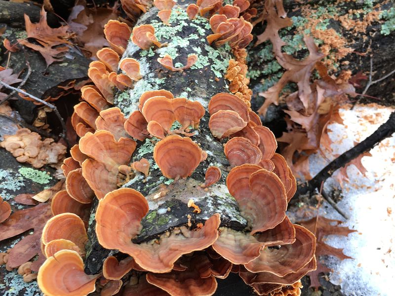 Mushroom Stairway | Smithsonian Photo Contest | Smithsonian Magazine