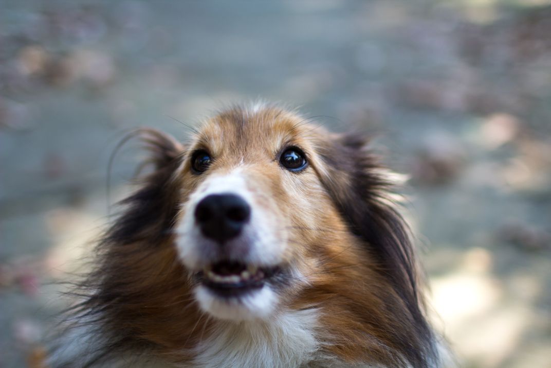 Old man sheltie | Smithsonian Photo Contest | Smithsonian Magazine