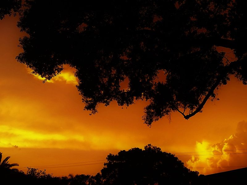 An orange sky through the trees. | Smithsonian Photo Contest ...