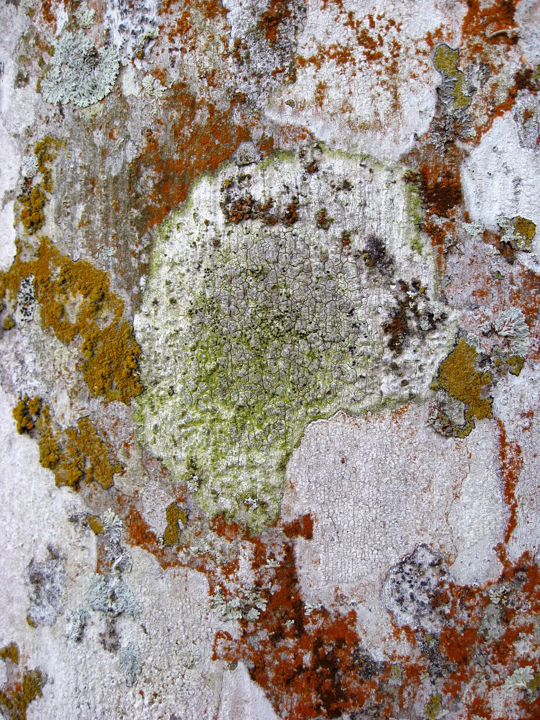 Lichens & Mold, Royal Palm Tree Trunk, FL | Smithsonian Photo Contest ...