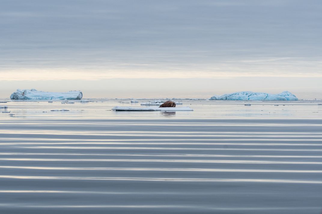Resting Giants | Smithsonian Photo Contest | Smithsonian Magazine