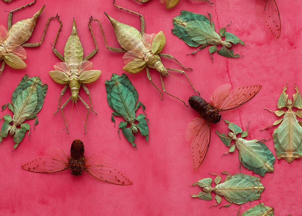 How Thousands of Dead Bugs Become a Mesmerizing Work of Extraordinary ...