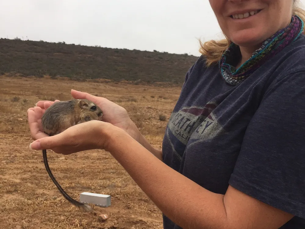 kangaroo rat killer
