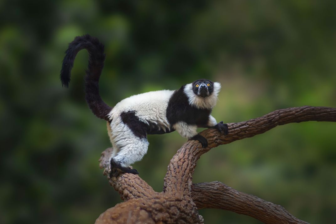 lemur gestation