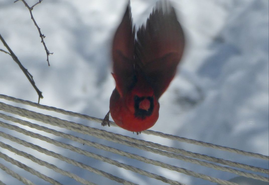 Cardinal taking flight | Smithsonian Photo Contest | Smithsonian Magazine