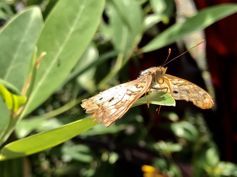 Butterfly in butterfly pavilion at Walt Disney world | Smithsonian ...