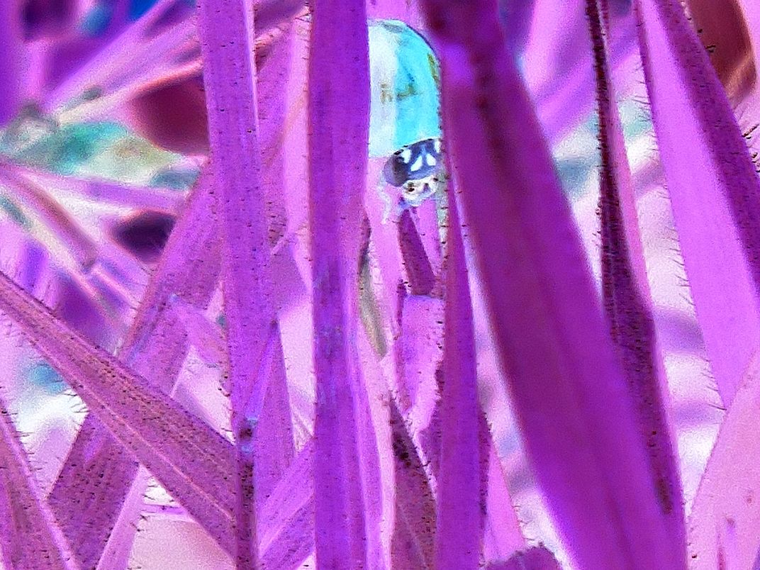 Grass and Ladybug negative | Smithsonian Photo Contest | Smithsonian ...