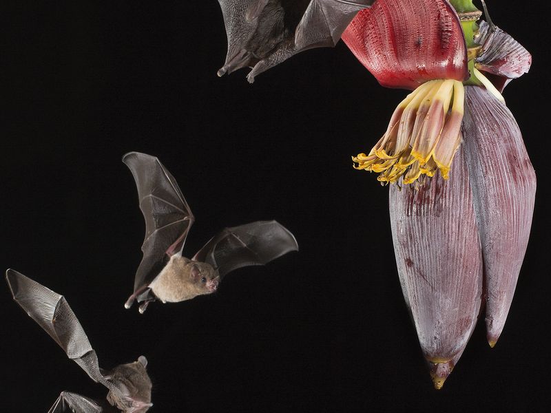 Three Bats | Smithsonian Photo Contest | Smithsonian Magazine