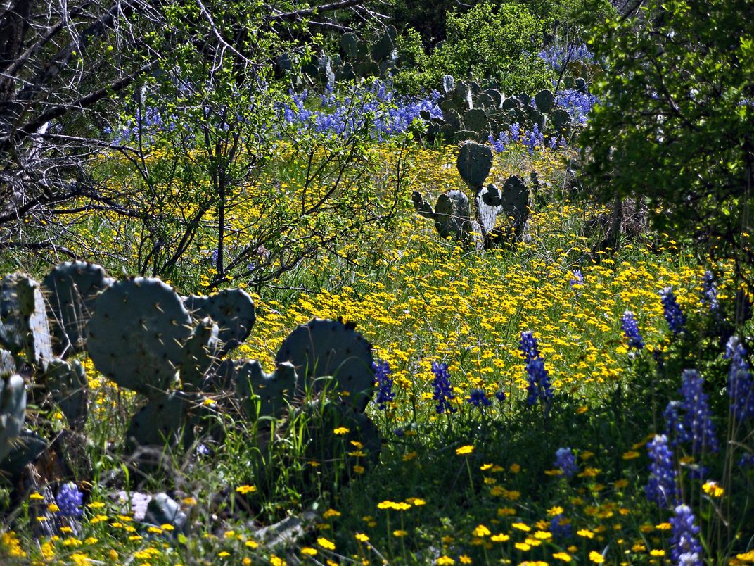 Texas Hill Country spring | Smithsonian Photo Contest | Smithsonian ...