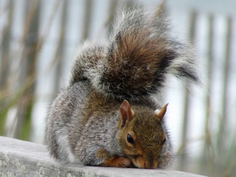 Squirrel at the Beach | Smithsonian Photo Contest | Smithsonian Magazine