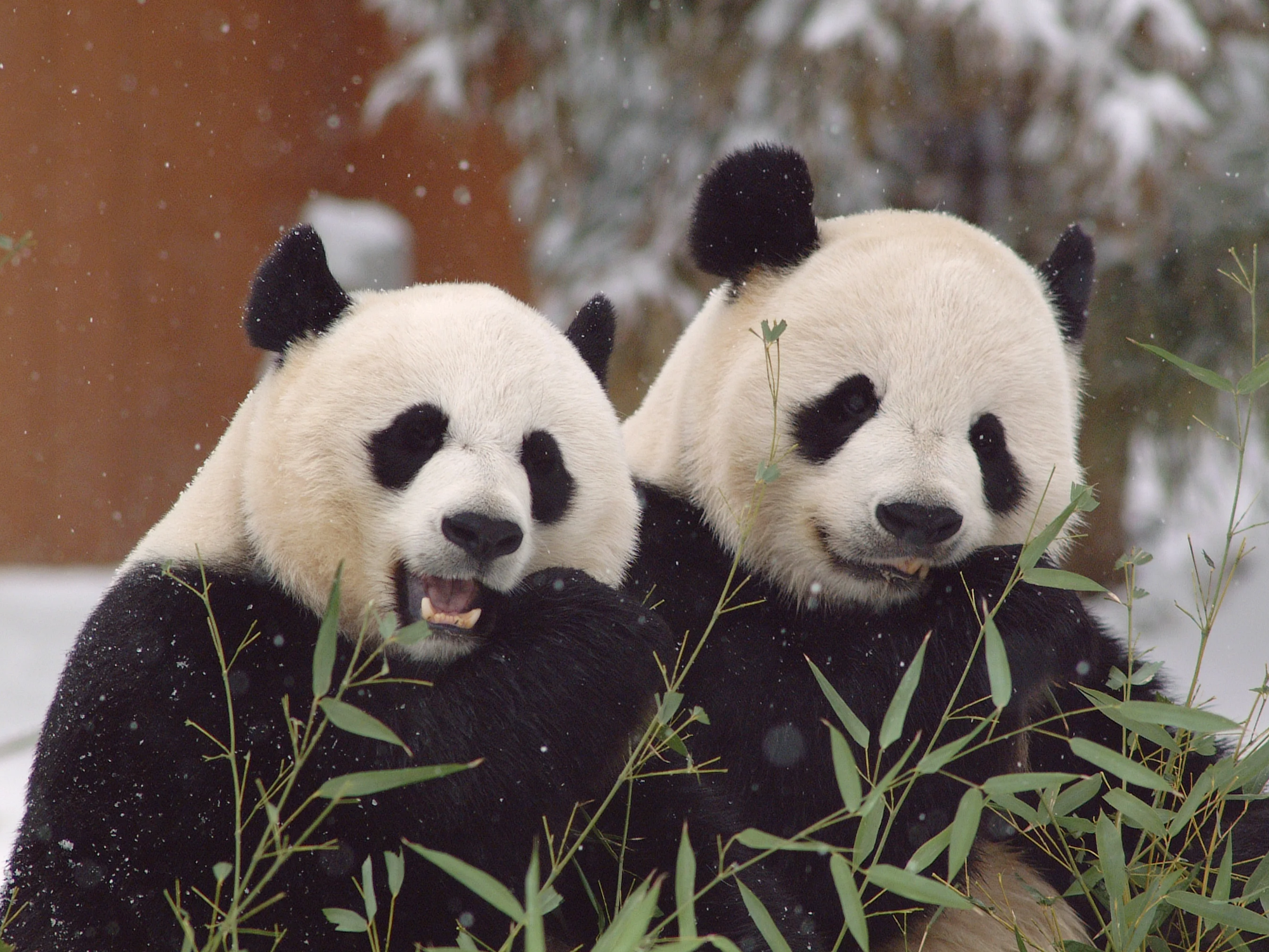 More Giant Pandas Are Coming to the U.S. in a New Loan From China