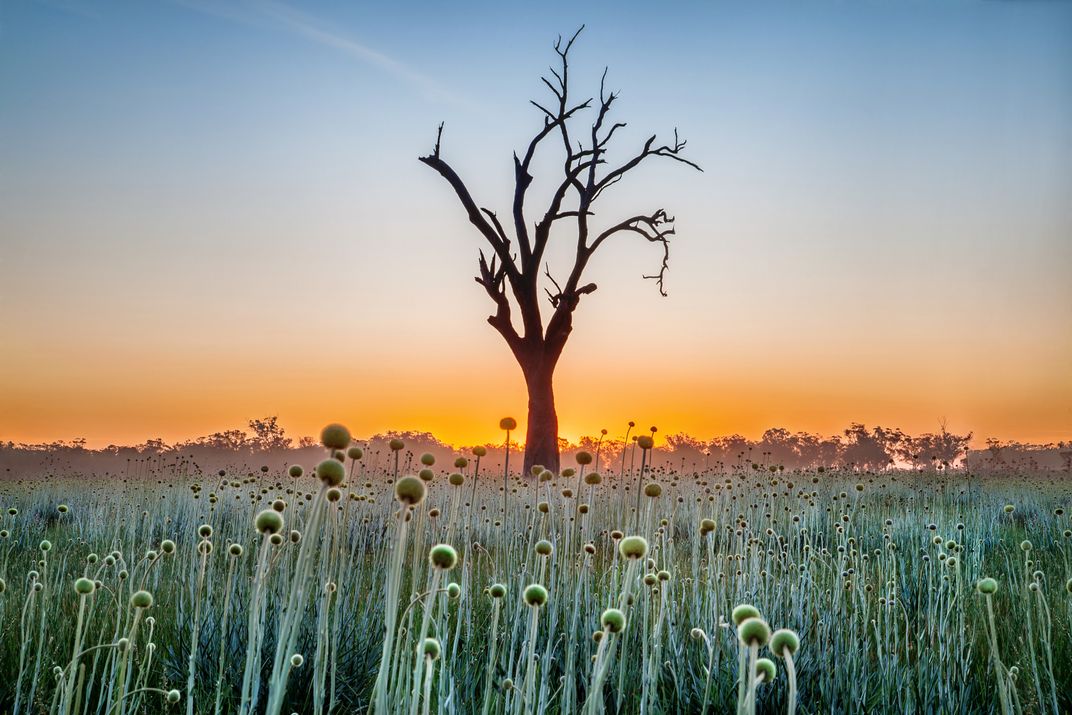 Tree Of Life | Smithsonian Photo Contest | Smithsonian Magazine