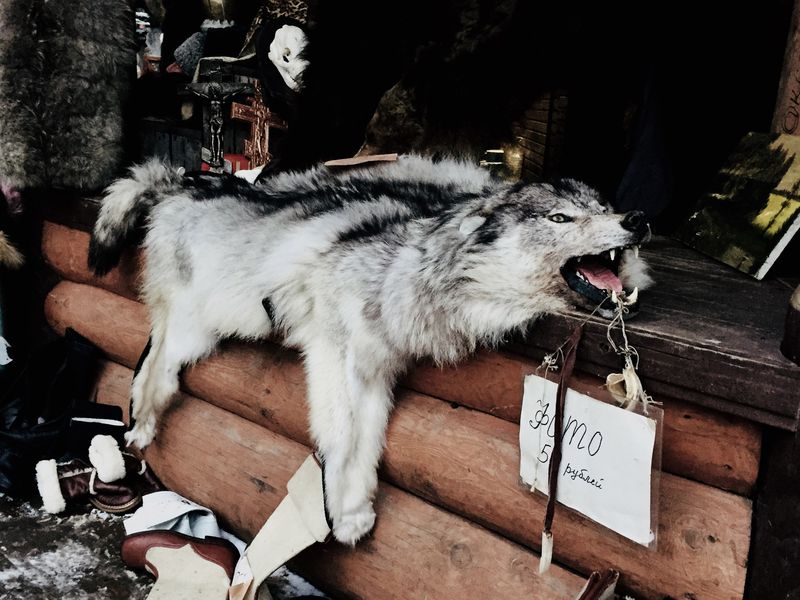 Dead Wolf | Smithsonian Photo Contest | Smithsonian Magazine