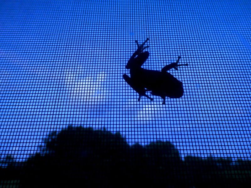 Tree frog catching bugs on my screen | Smithsonian Photo Contest ...
