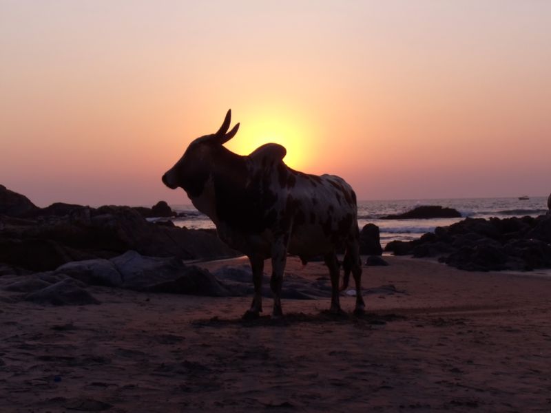 Bull on the Beach | Smithsonian Photo Contest | Smithsonian Magazine