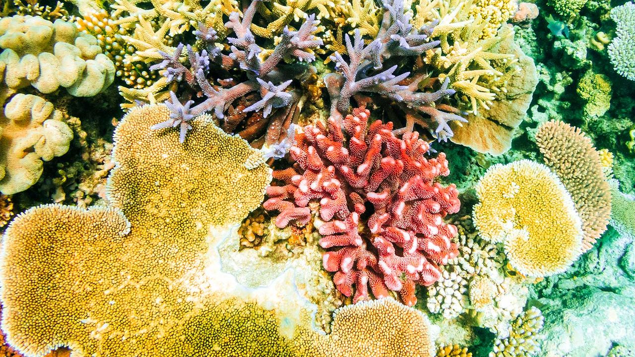 underwater corals