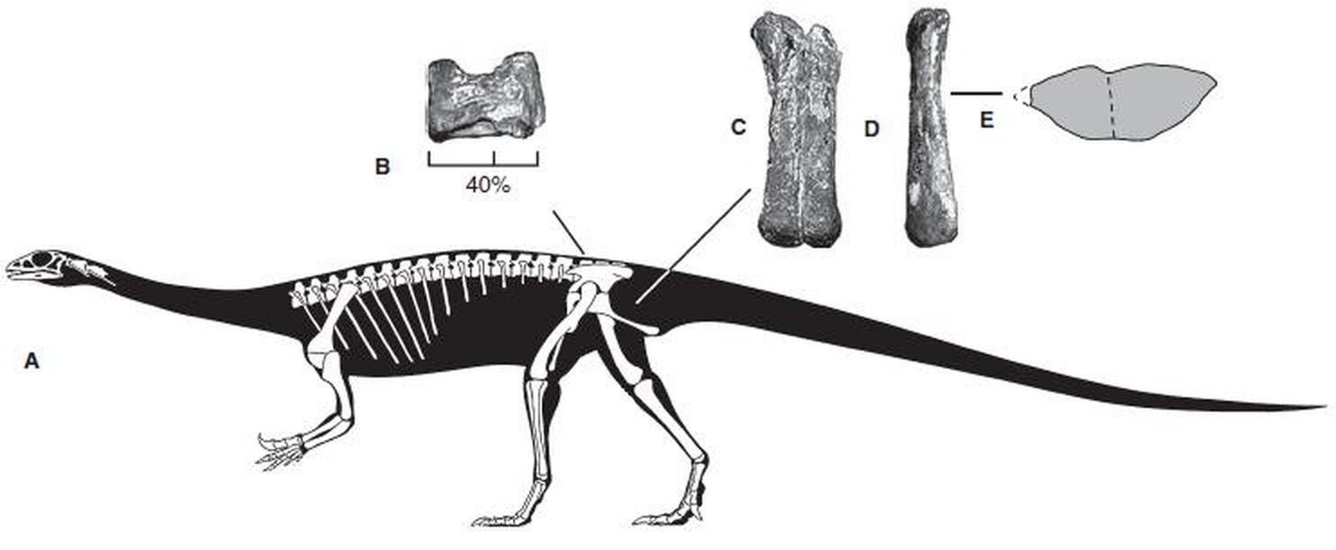 The Tangled History of Connecticut's Anchisaurus