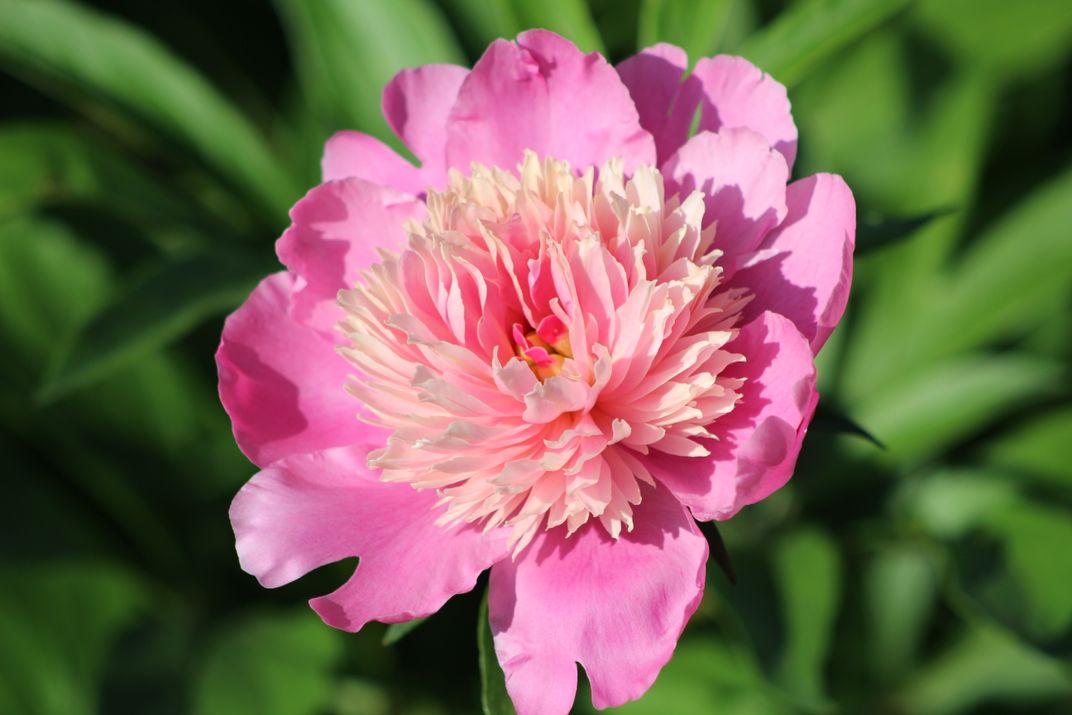 In Full Bloom | Smithsonian Photo Contest | Smithsonian Magazine