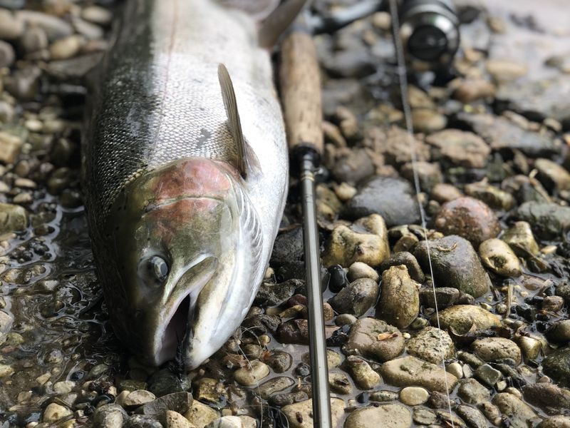 Female Steelhead on the rocks of Tippy Dam | Smithsonian Photo Contest ...