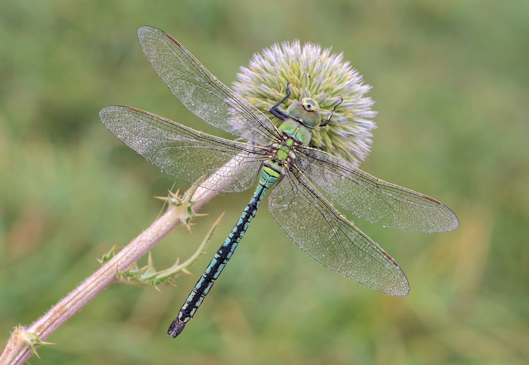 Anax imperator (Leach, 1815) | Smithsonian Photo Contest | Smithsonian ...