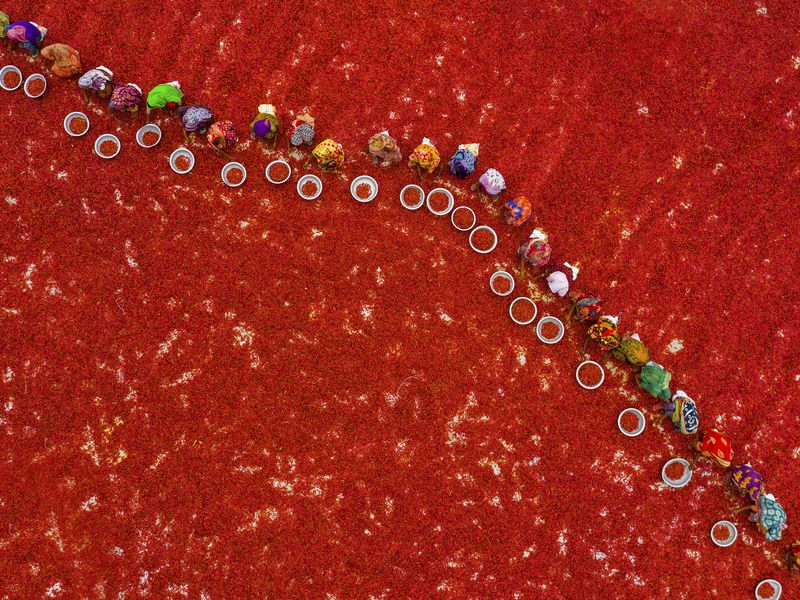 Picking Red Chilis | Smithsonian Photo Contest | Smithsonian Magazine