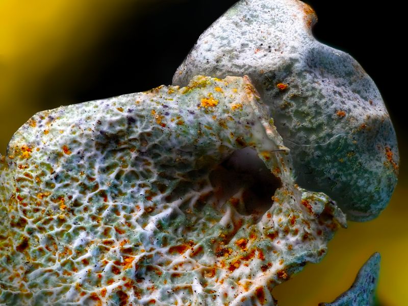 Gold mist | Smithsonian Photo Contest | Smithsonian Magazine