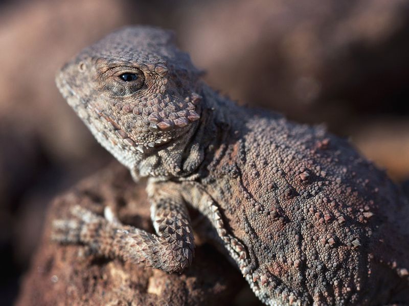 This tiny horned toad lizard blends perfectly with the ground ...