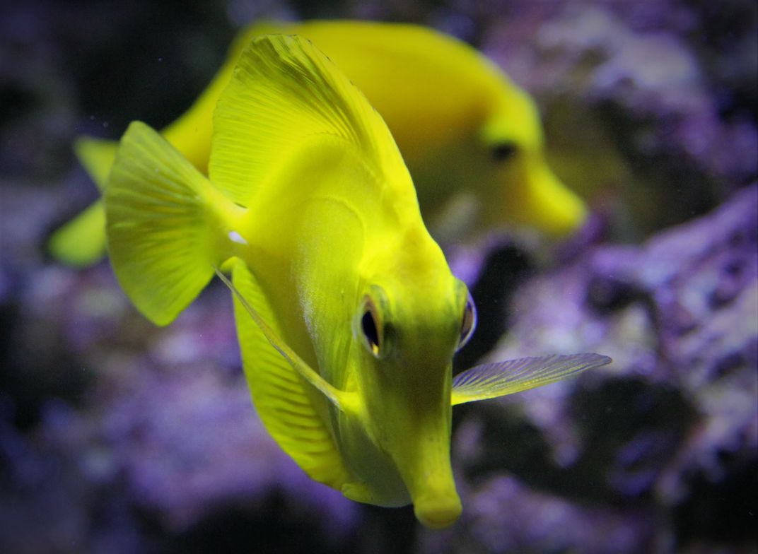 The yellow tangen | Smithsonian Photo Contest | Smithsonian Magazine