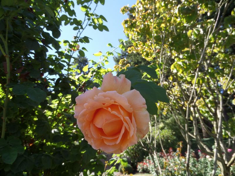 The Jumping Rose | Smithsonian Photo Contest | Smithsonian Magazine