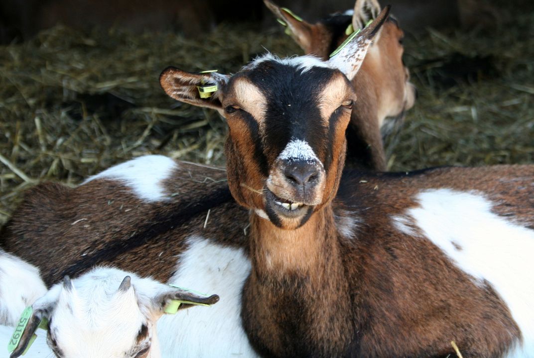 Half Human Half Goat Baby