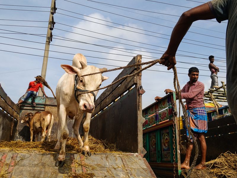 The Cow Traders | Smithsonian Photo Contest | Smithsonian Magazine