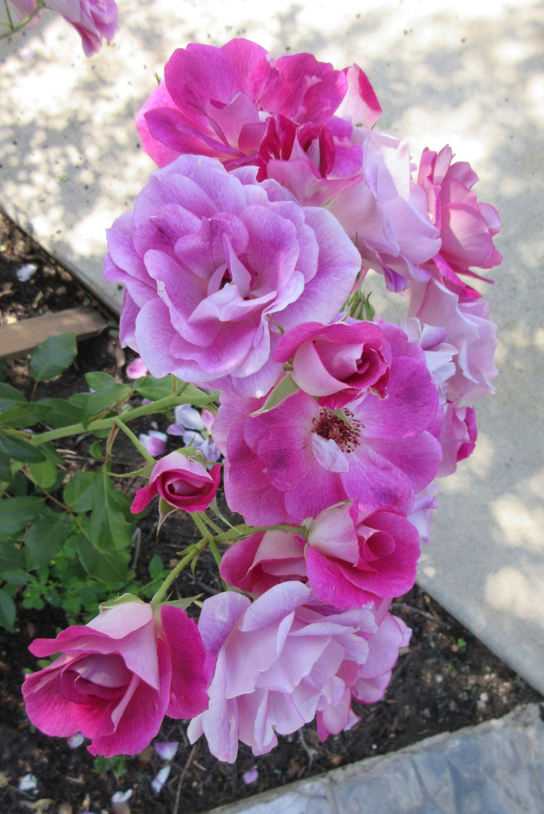 Violet & White | Smithsonian Photo Contest | Smithsonian Magazine