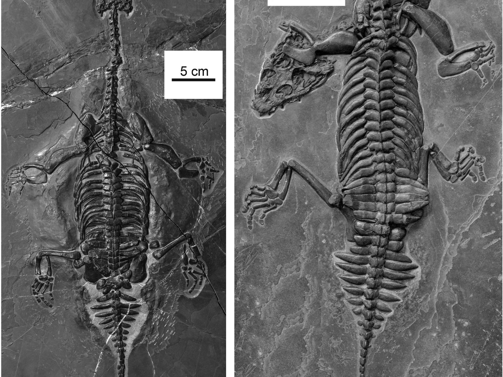 New Prehistoric Marine Reptile Resembled a Miniature Mix of Loch Ness ...