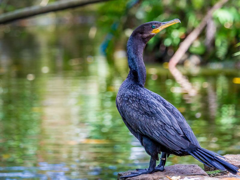 Biguá | Smithsonian Photo Contest | Smithsonian Magazine