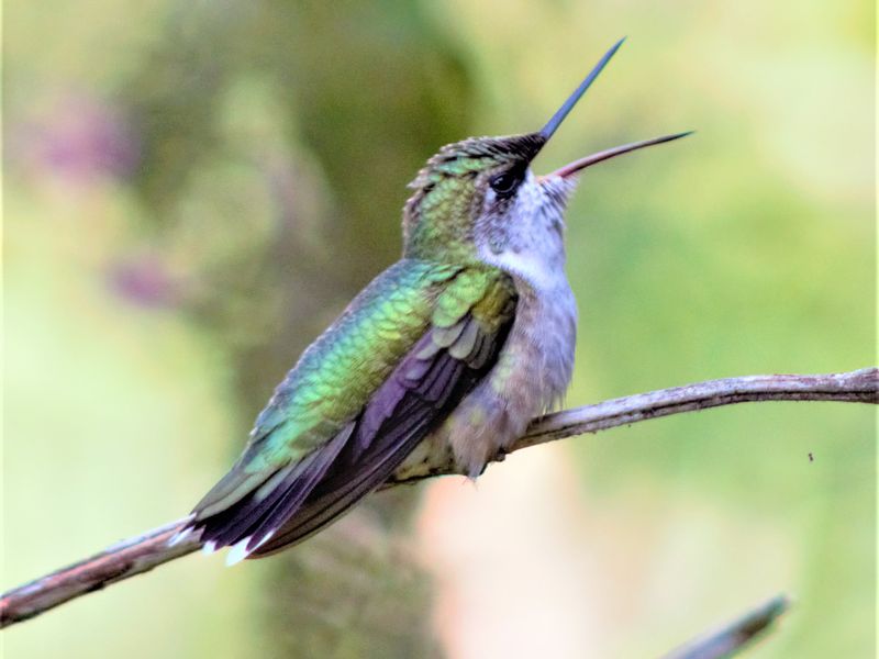Hummingbird speak | Smithsonian Photo Contest | Smithsonian Magazine