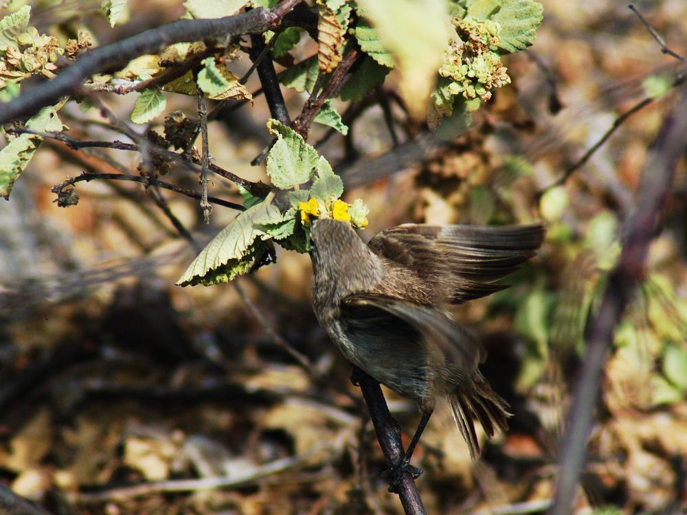 Why Some of Darwin's Finches Evolved to Drink Blood