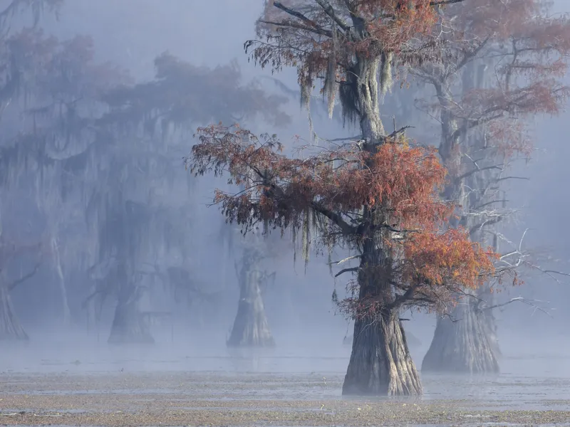 Caddo Lake | Smithsonian Photo Contest | Smithsonian Magazine