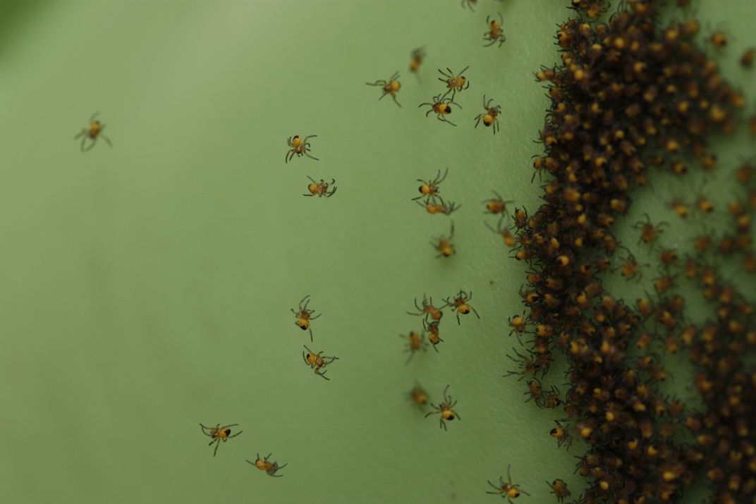 Cutest little baby spiders. | Smithsonian Photo Contest | Smithsonian ...
