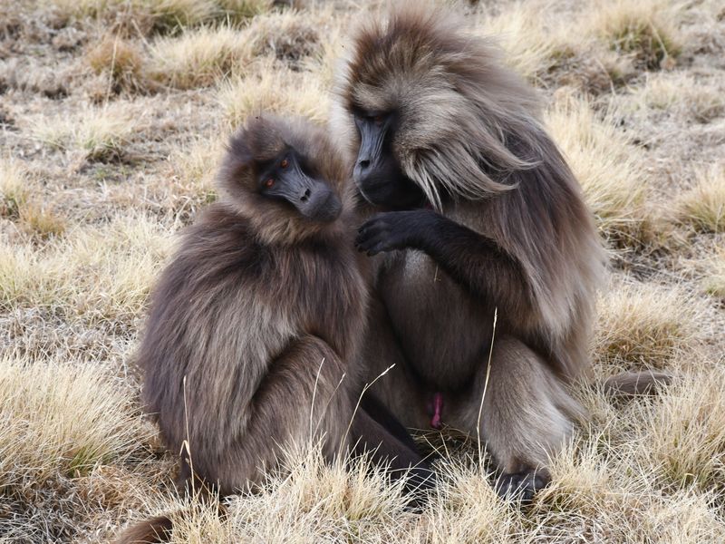 Gelada baboons grooming | Smithsonian Photo Contest | Smithsonian Magazine