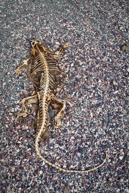 The completely undisturbed remain of a iguana skeleton on a beach in ...