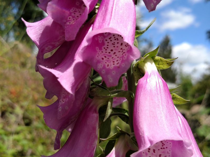 Pink Foxglove Flowers | Smithsonian Photo Contest | Smithsonian Magazine