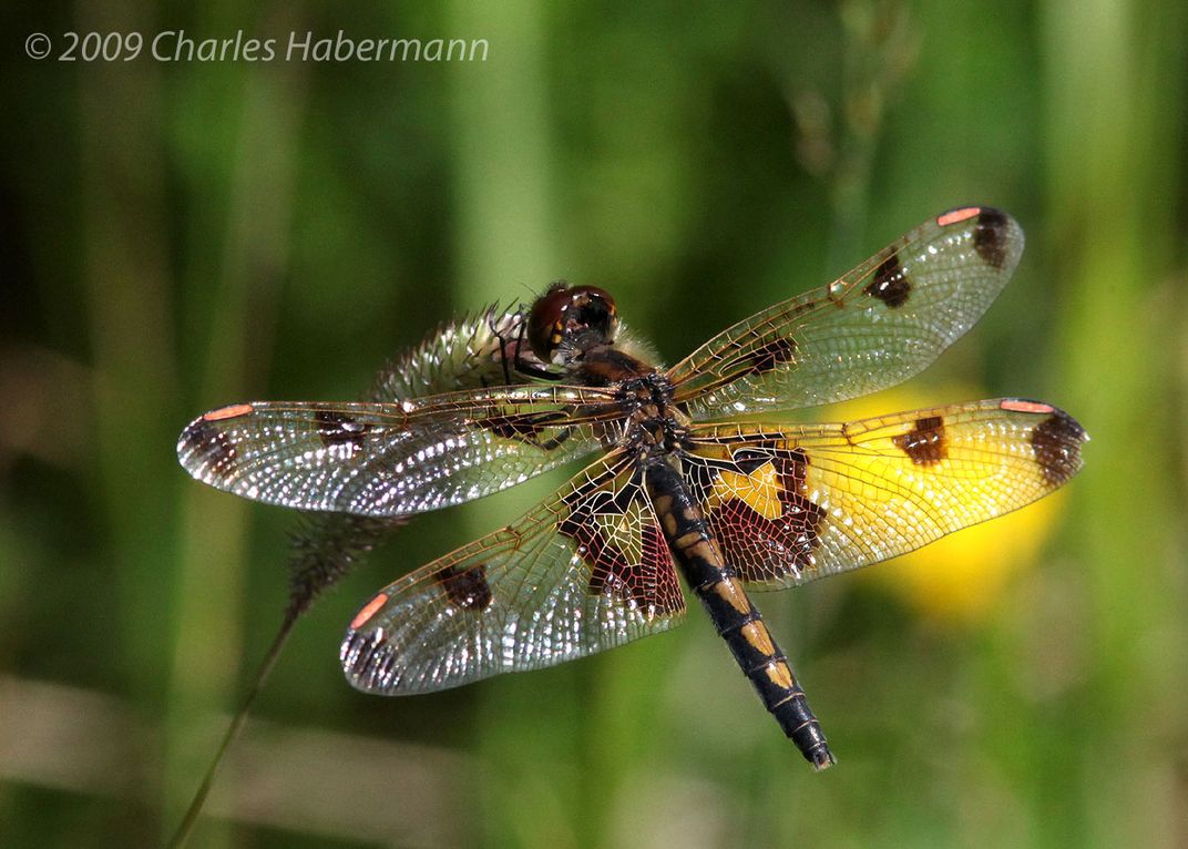 Calico Pennant, Celithemis Elisa Dragonfly Male | Smithsonian Photo ...